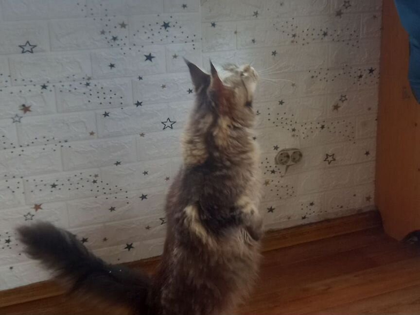 Мейн-кун отдаём бесплатно