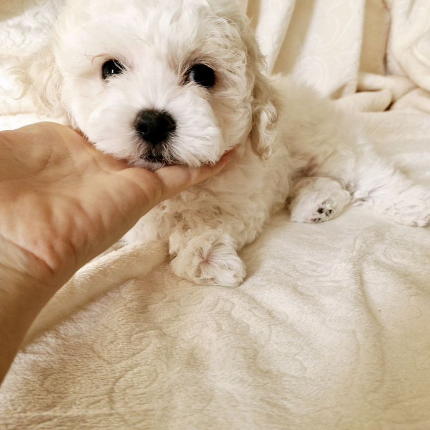 Малыш мини мальтипу в Евпатории