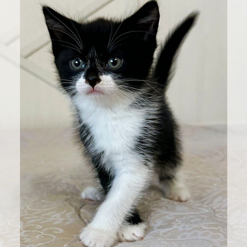 Котёнок в добрые руки