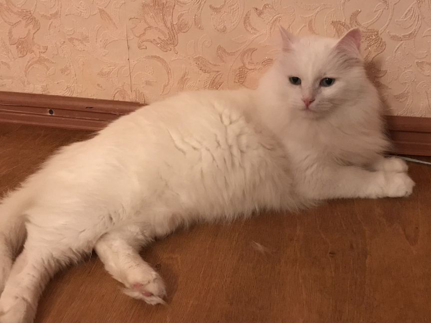 Найден кот или кошка )