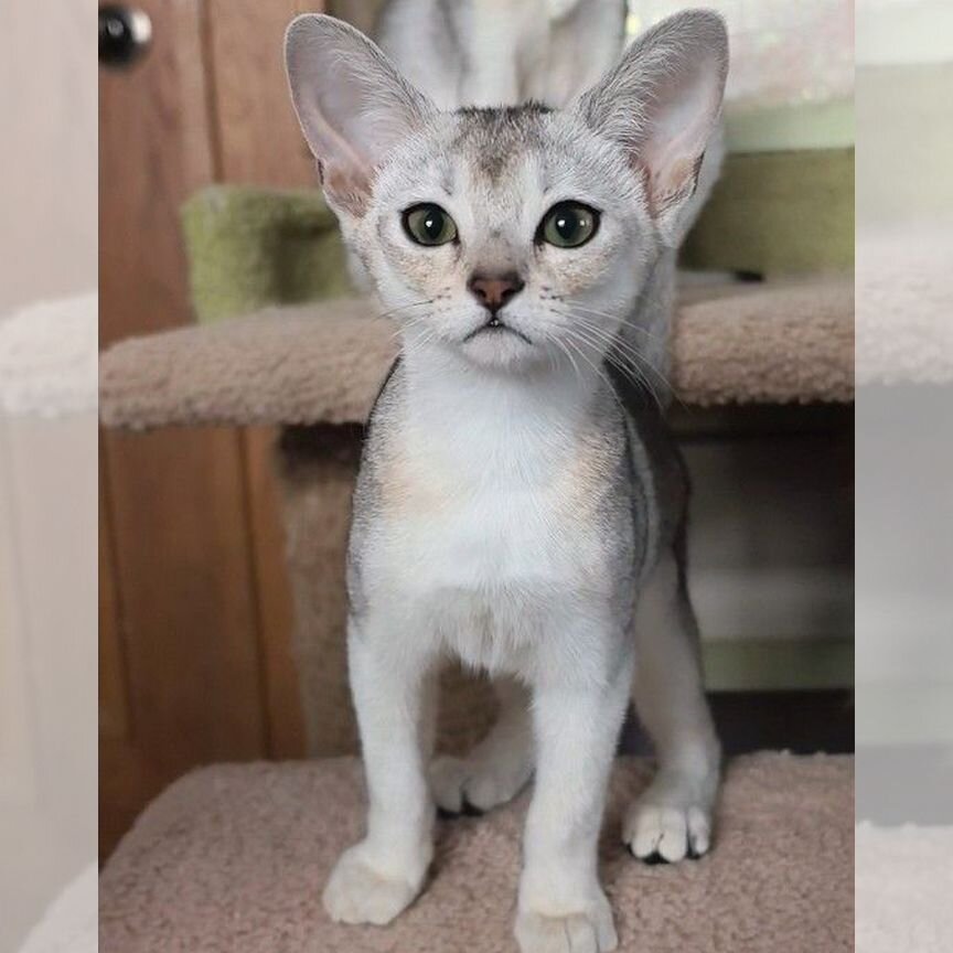 Абиссинский котёнок