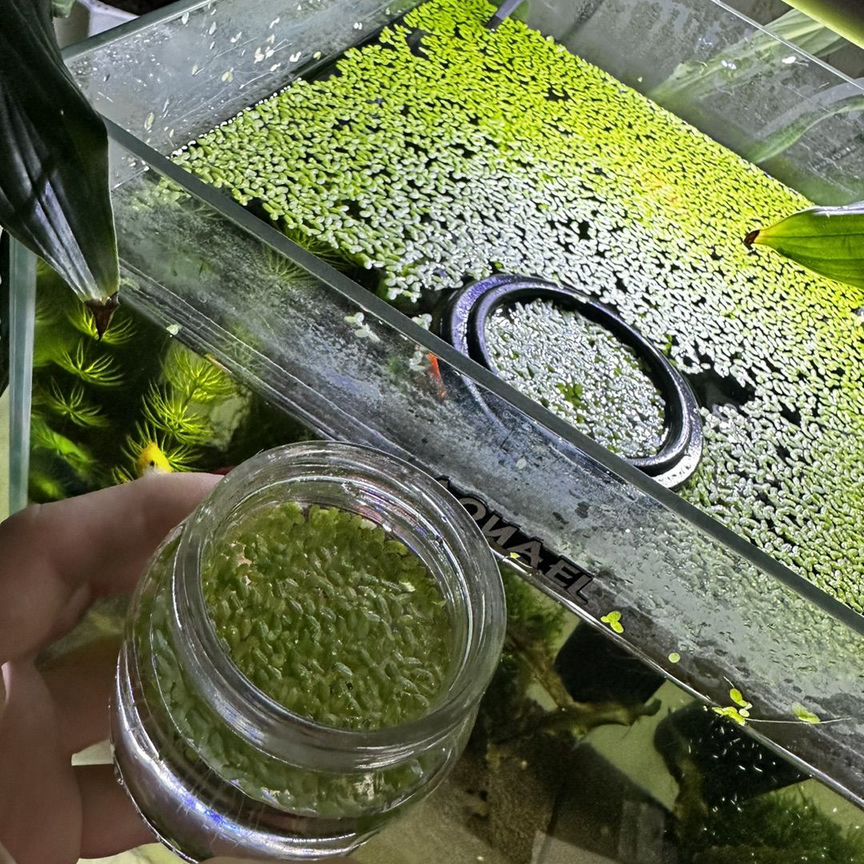 Ряска для аквариума