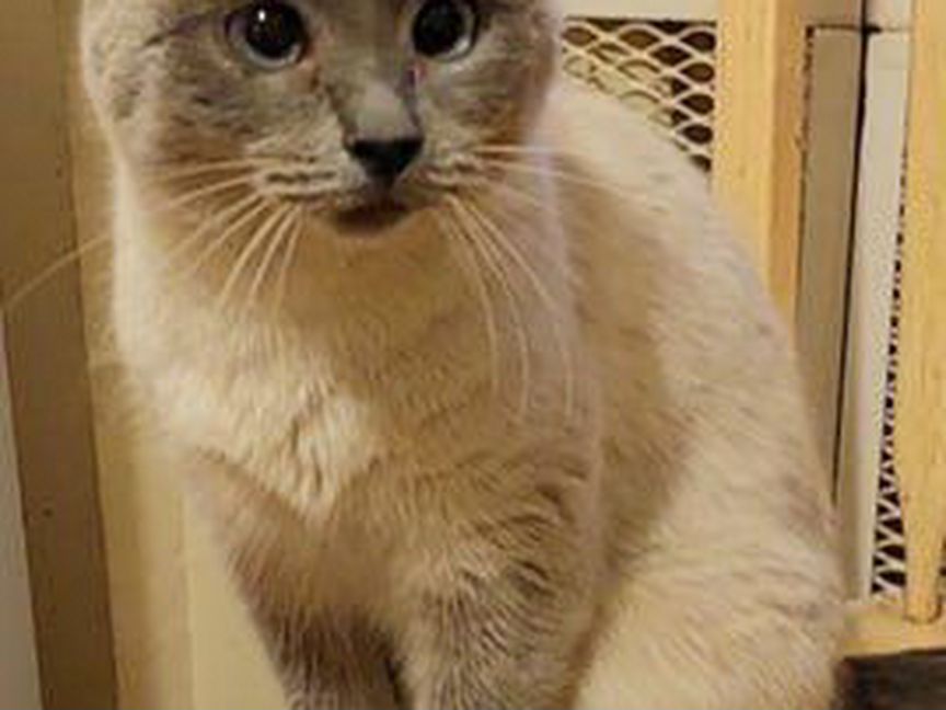 Кошка Моника ищет дом