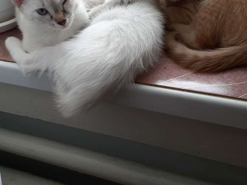 Кошка в дар бесплатно