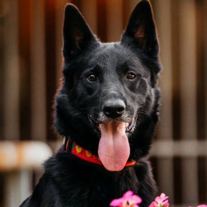 Взрослый пёс в добрые руки