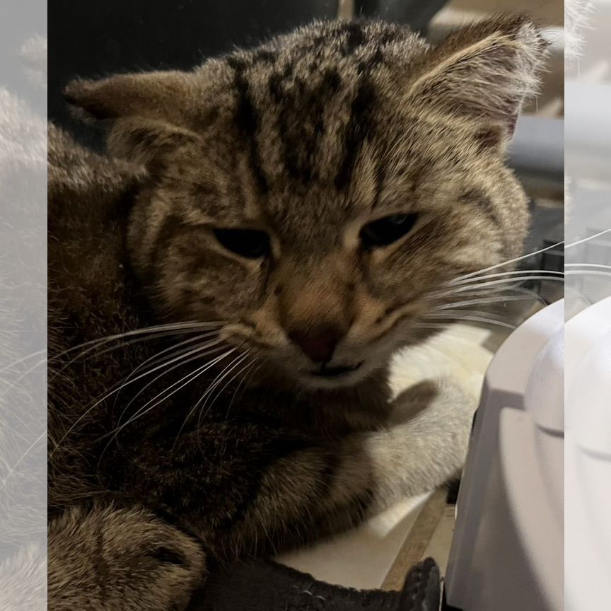 Взрослый кот в добрые руки