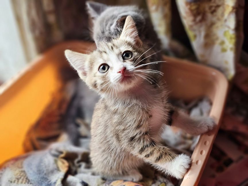 Котёнок Кузя 2 мес. Обработан.В квартиру