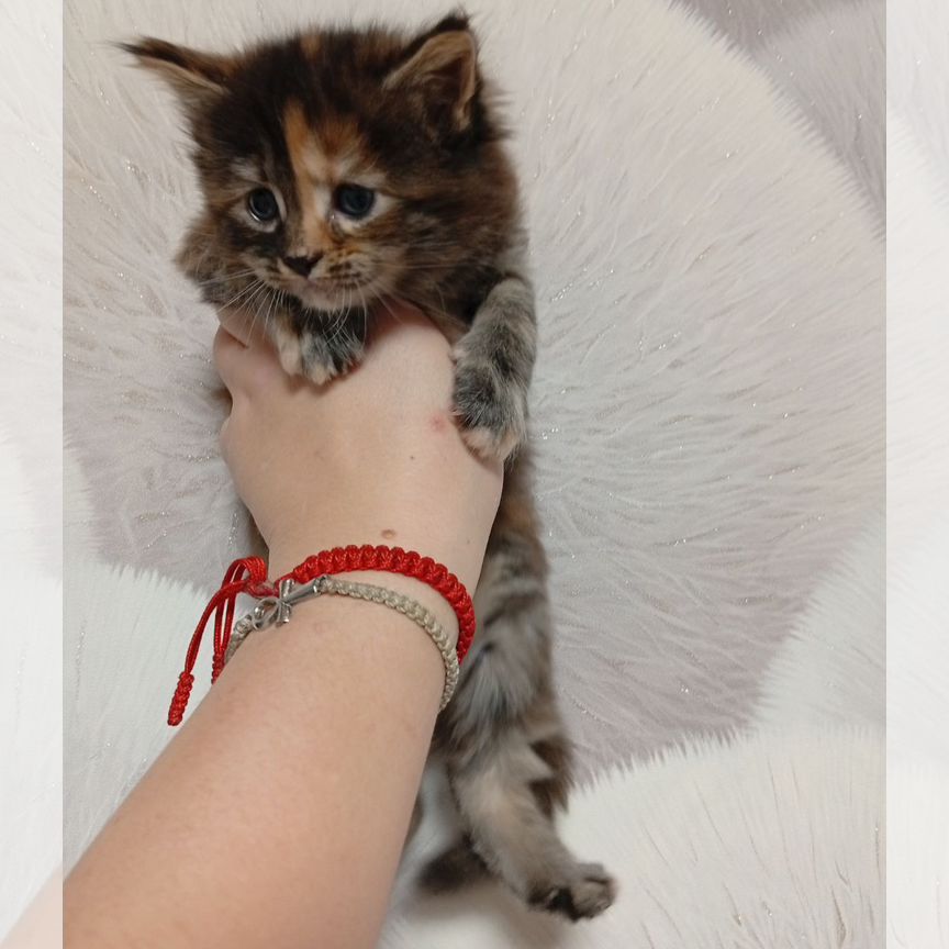 Мейн-кун котёнок