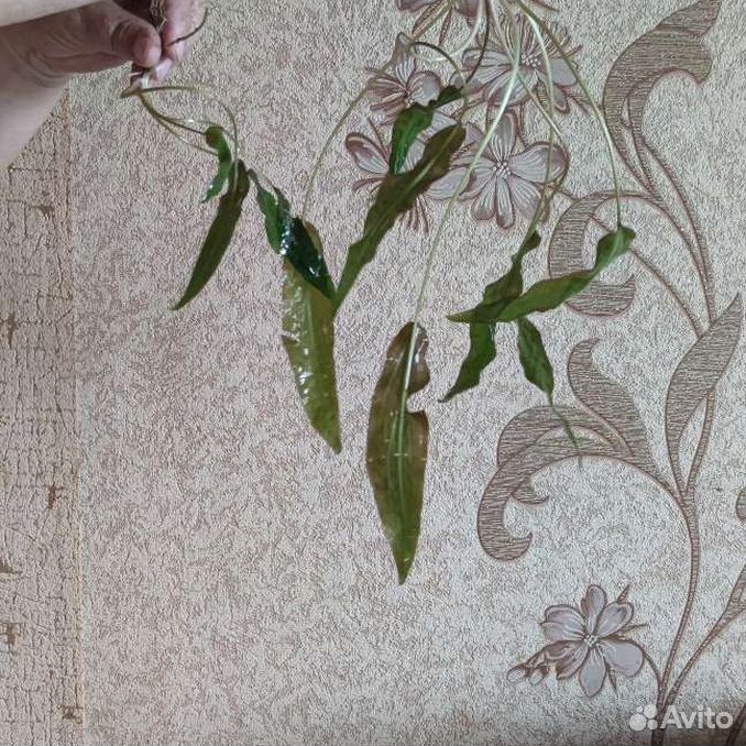 Криптокорина родственная