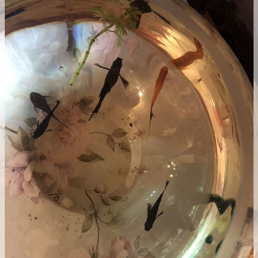 Меняю на зелень и улиток пару штук