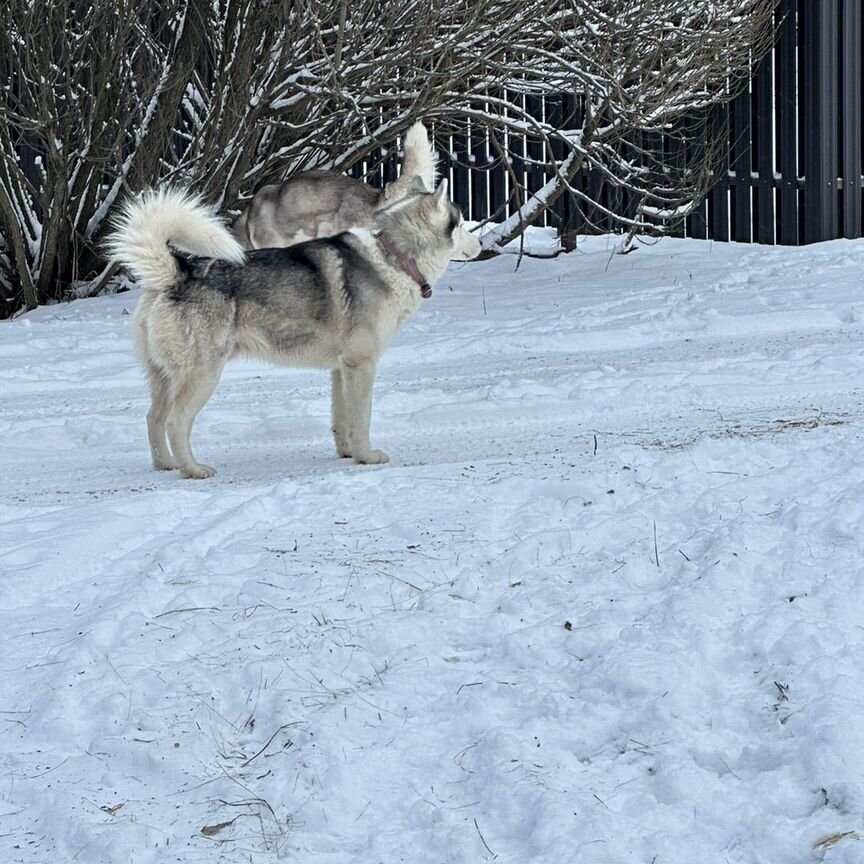Хаски в добрые и отвественные руки
