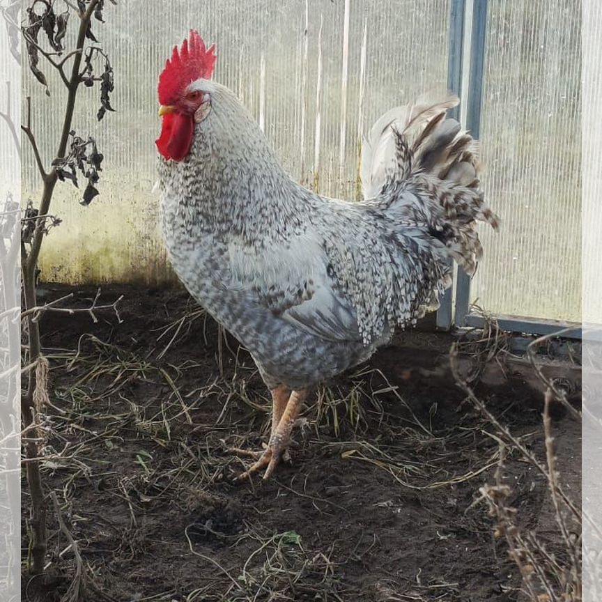 Молодые петухи домашние