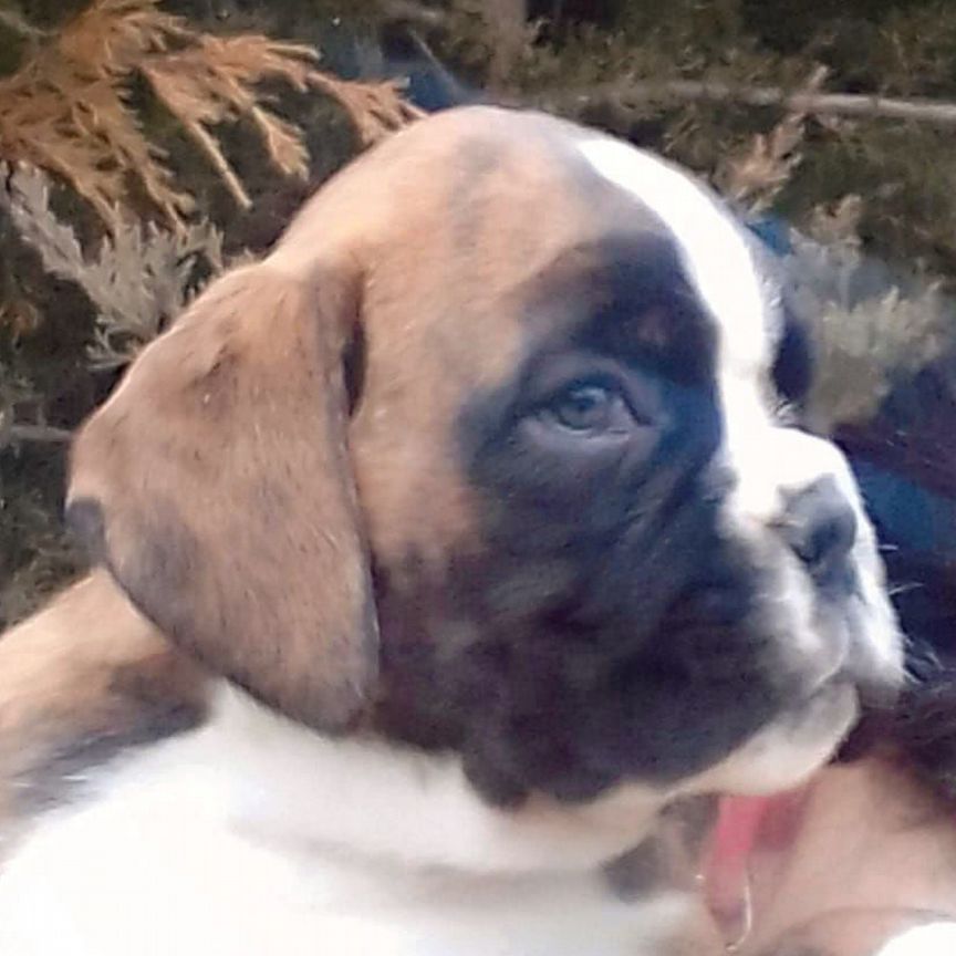 Щенки боксера