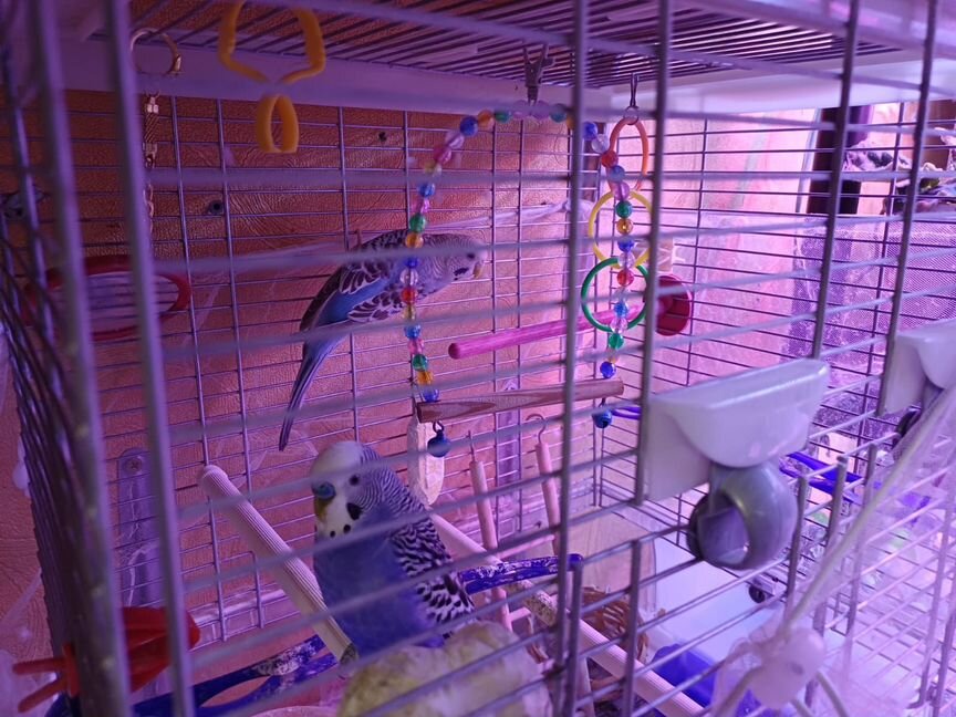 Продам пару волнистых попугаев