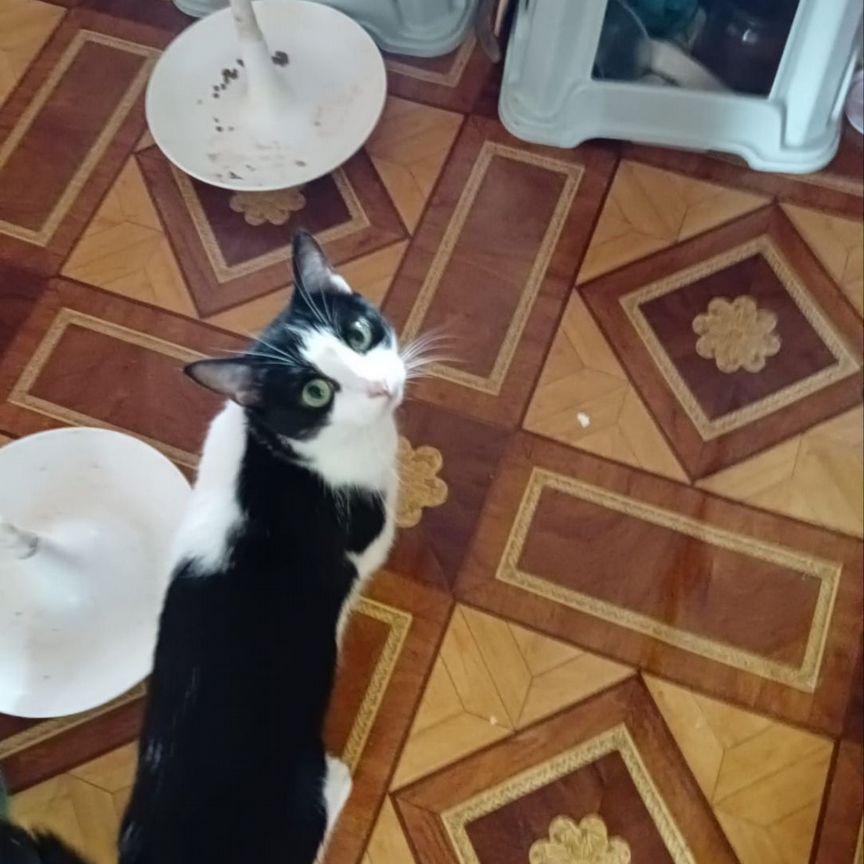 20 кошек остались без хозяина