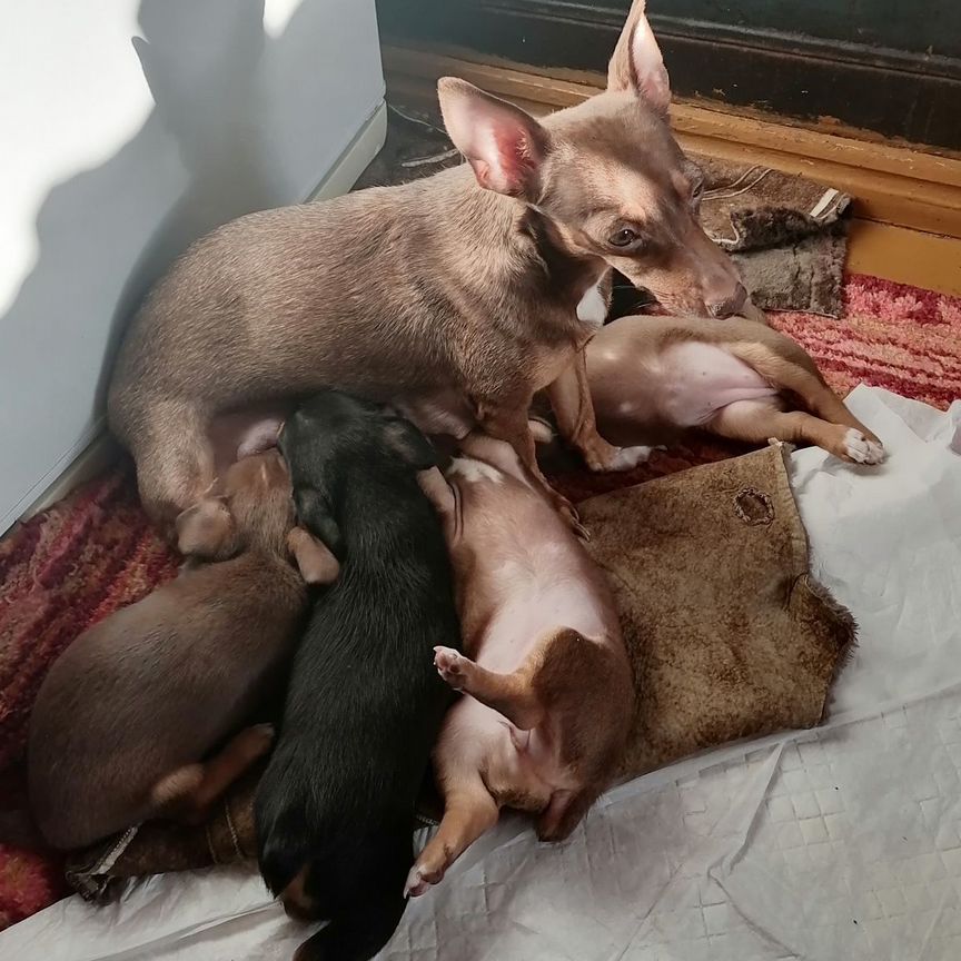 Русский той-терьер, щенок