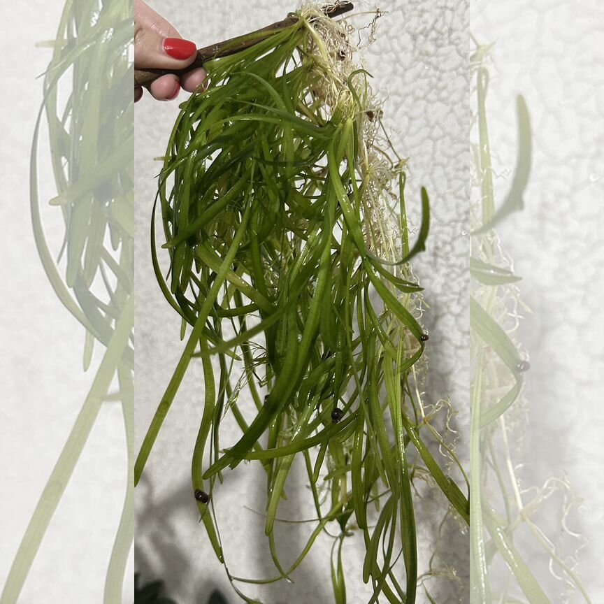 Растение в аквариум эхинодорус