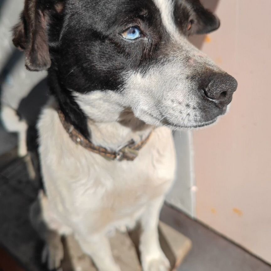 Собака в добрые руки дворняжка