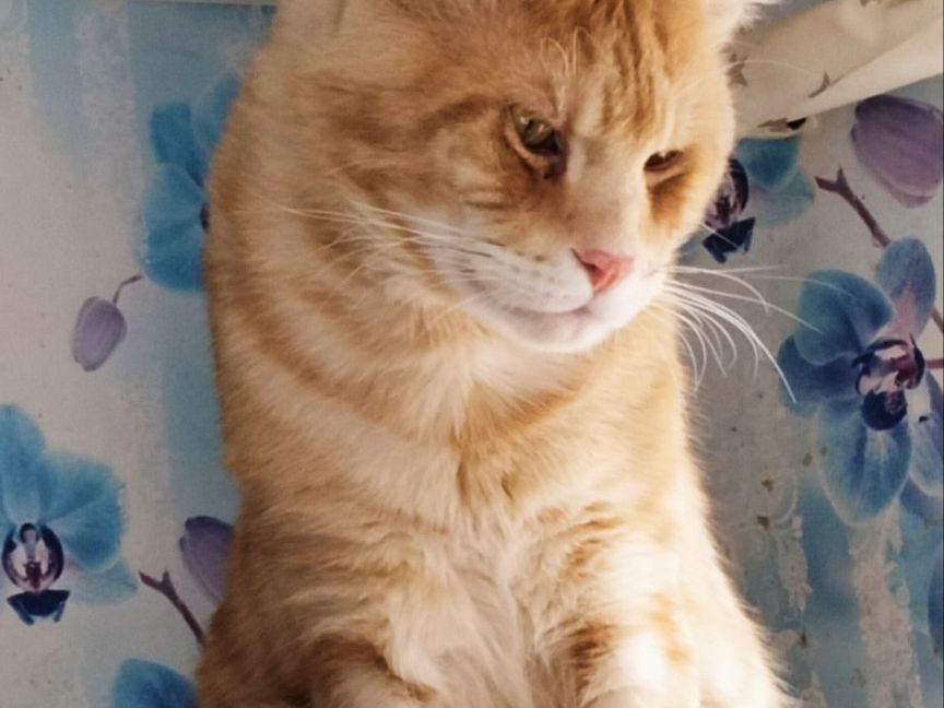Чаузи Ф1 Огромный мальчик