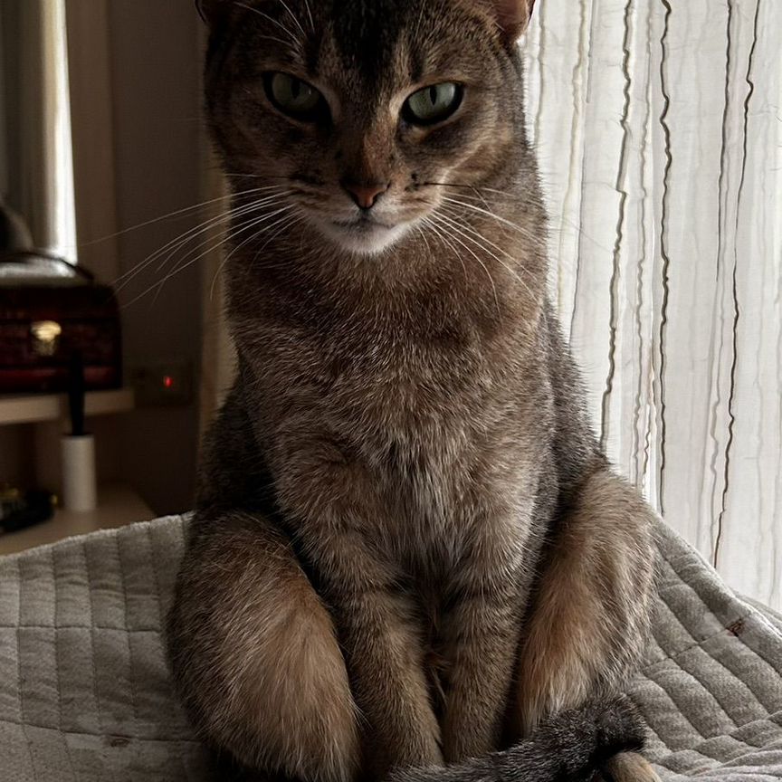 Отдам абиссинскую кошку 3 лет