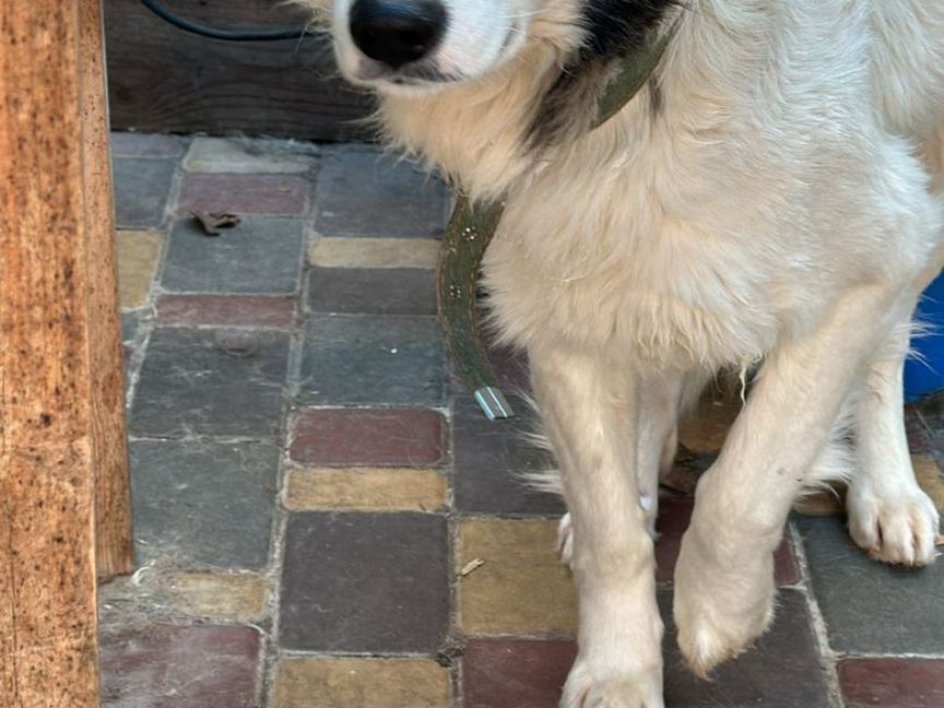 Собака в добрые руки