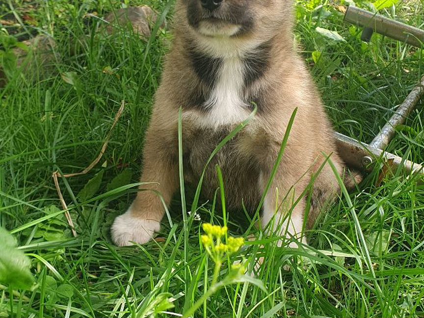 Собака для охоты щенок