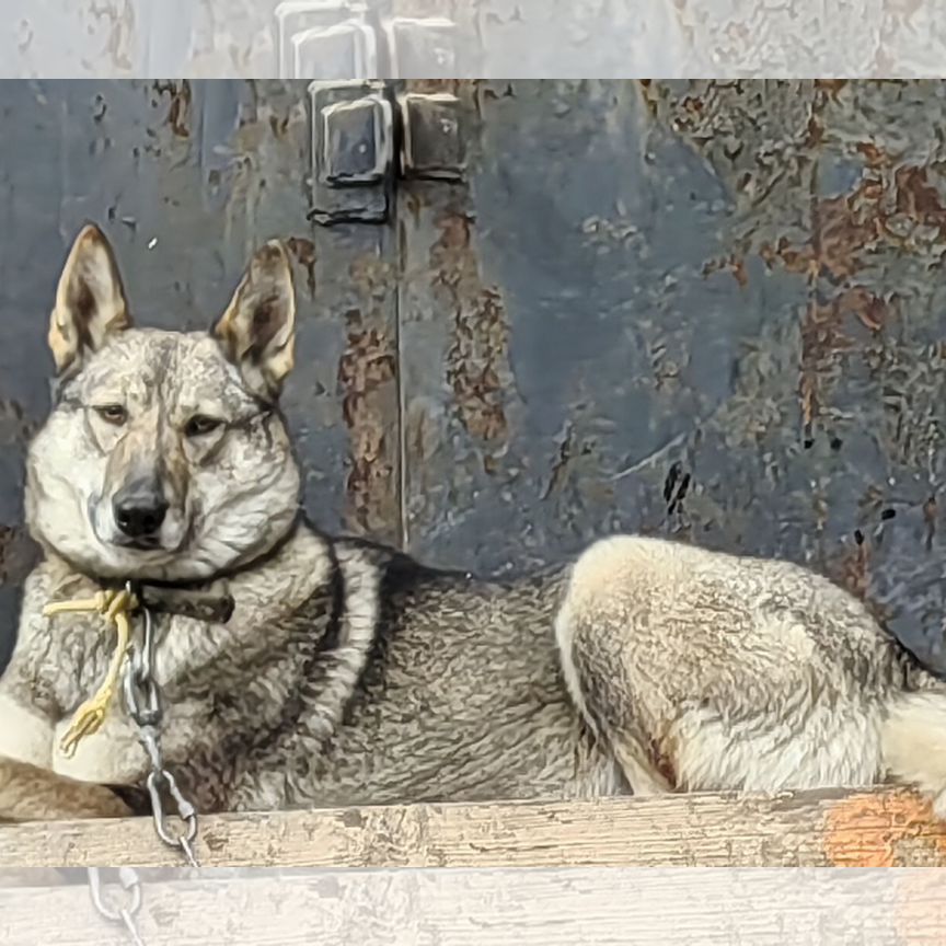 Западносибирская лайка, щенок