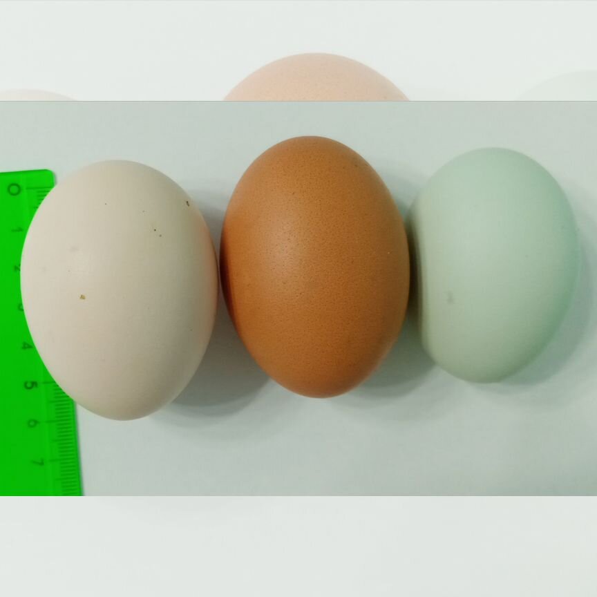 Инкубационное яйцо кур несушек