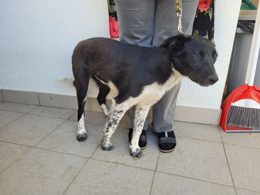 Собака пузоподставляка 11 мес. девочка стерилизов