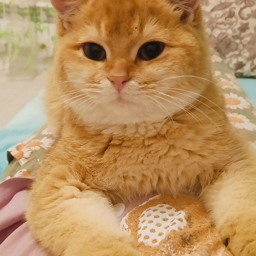 Кот на вязку золотая шиншилла