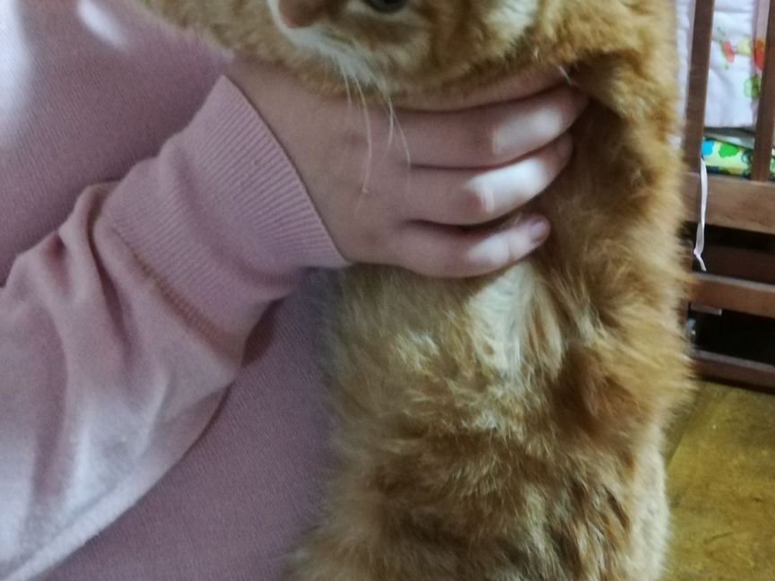 Котята-девочки, 4 месяца