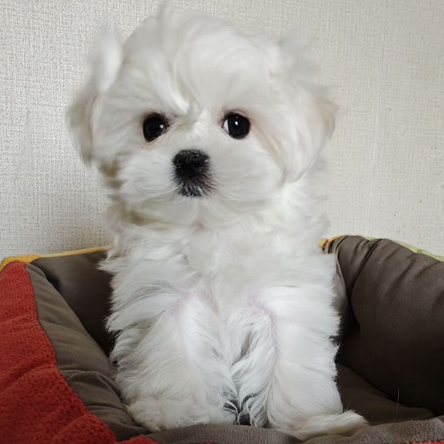 Мальтийская болонка, щенок