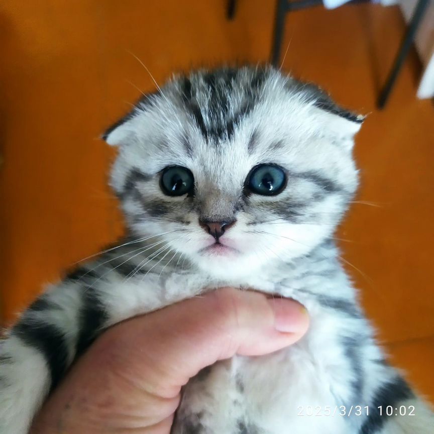 Шотландская