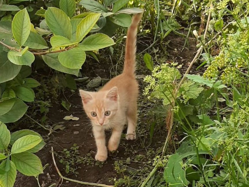 Кошечка 2месяца, ищет семью