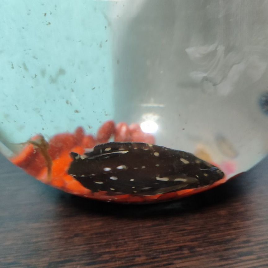 Рыбка сомик