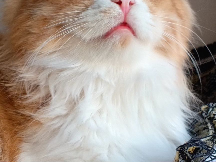 Самый замурчательный котёнок