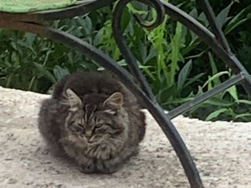 Кошечка в добрые руки