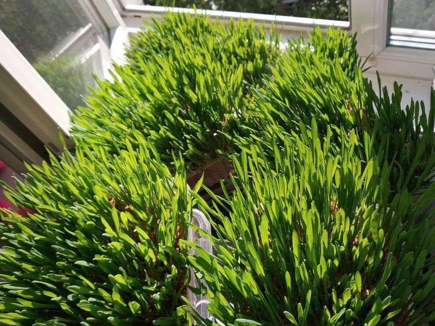 Трава для кошек, птиц, грызунов и собак