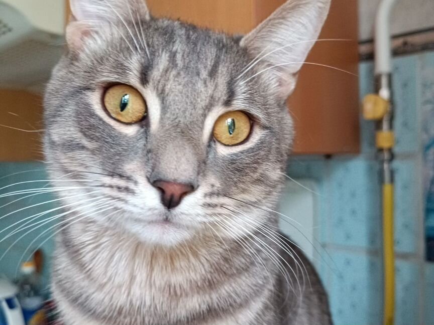 Кот бесстрашный