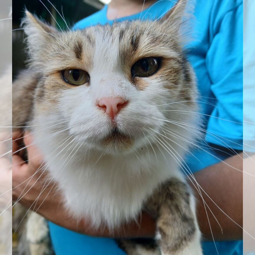 Котик домашний потеряшка