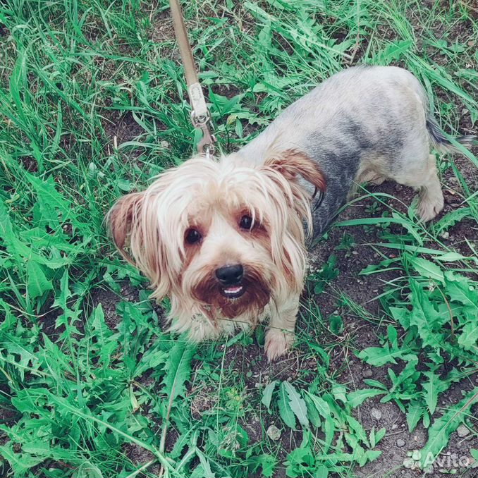 Девочка Йорка ищет дом