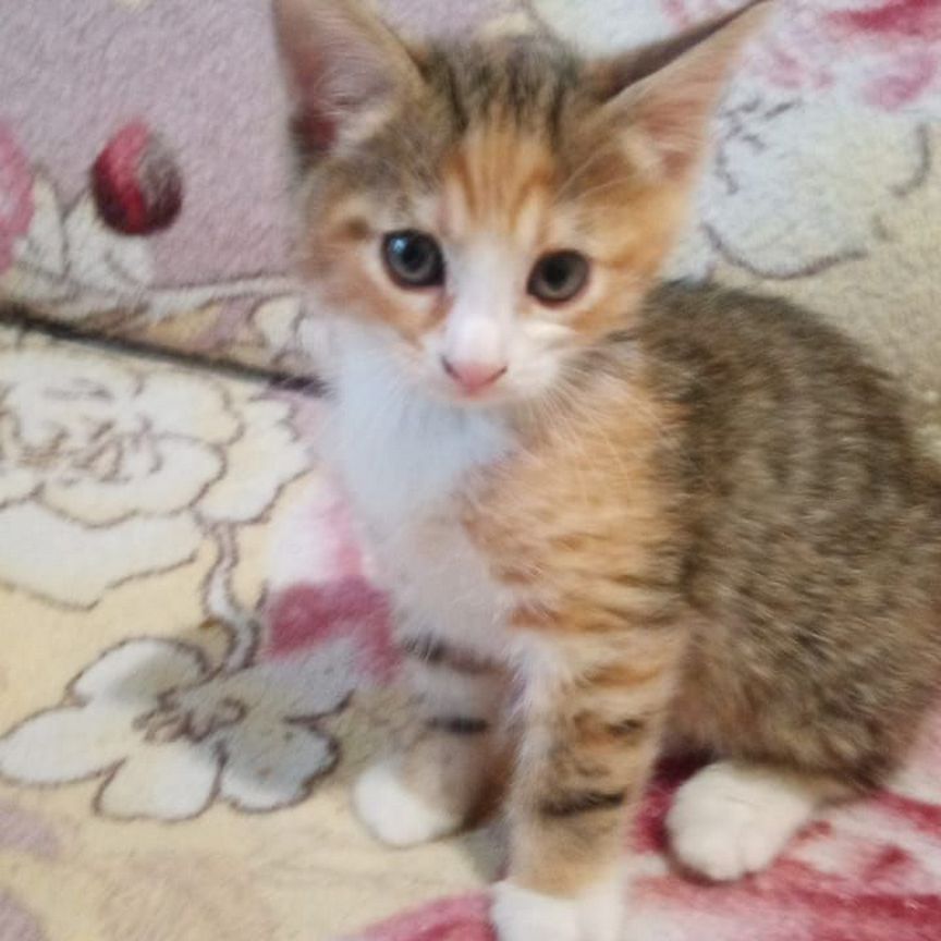 Котёнок,девочка1 месяц,мама простая,отец бенгал