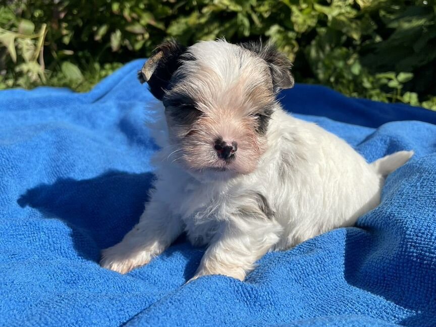 Голубоглазый Бивер йорк