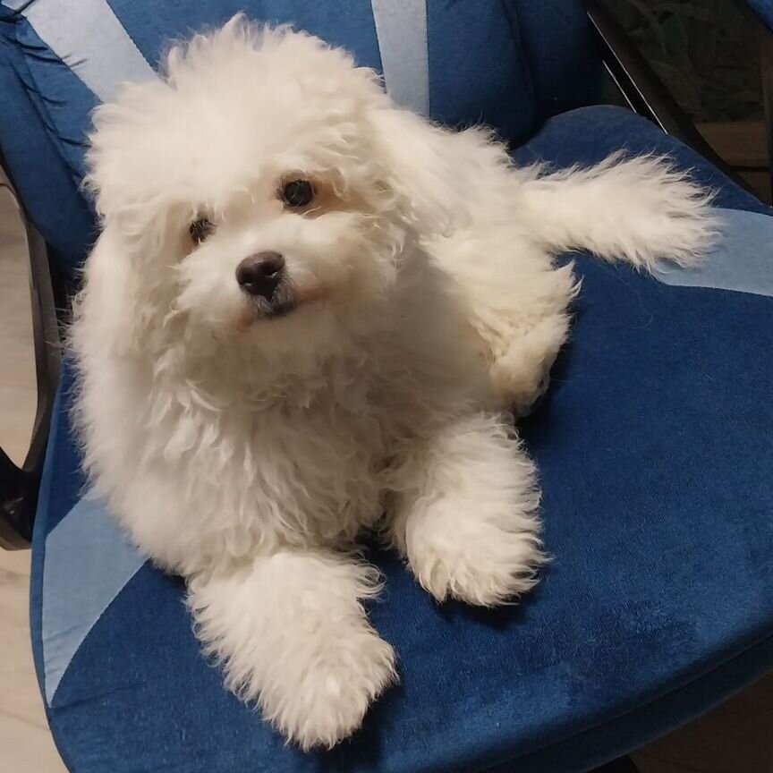 Бишон фризе, щенок