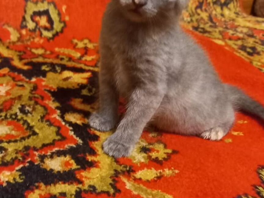 Отдам в добрые руки, девочка 1 мес