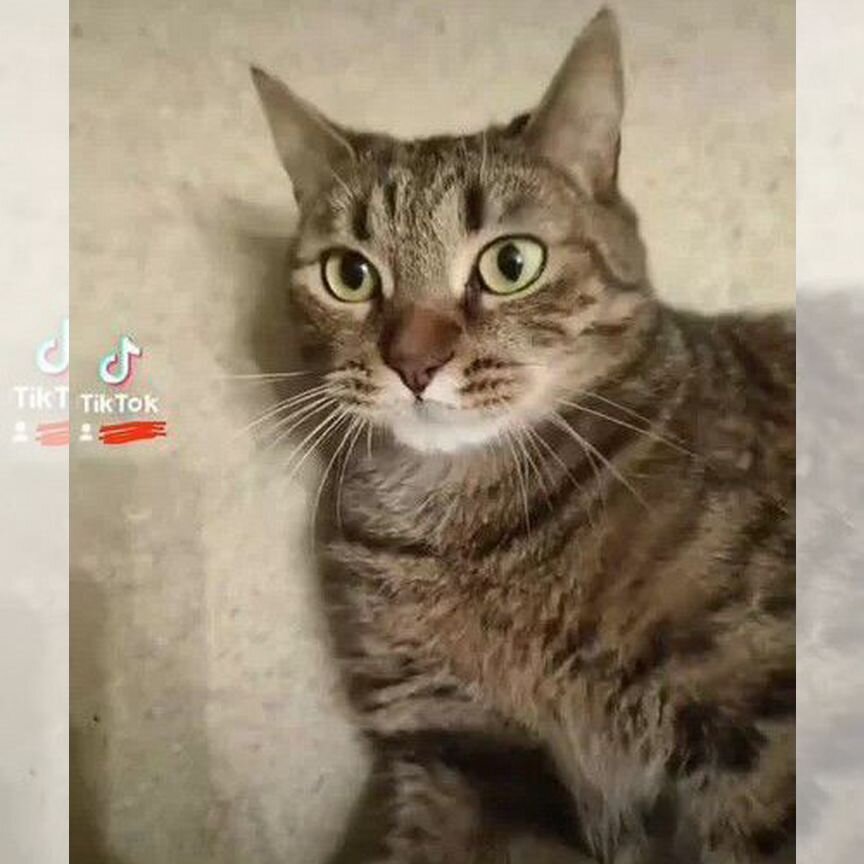 Европейский короткошёрстный, взрослый кот