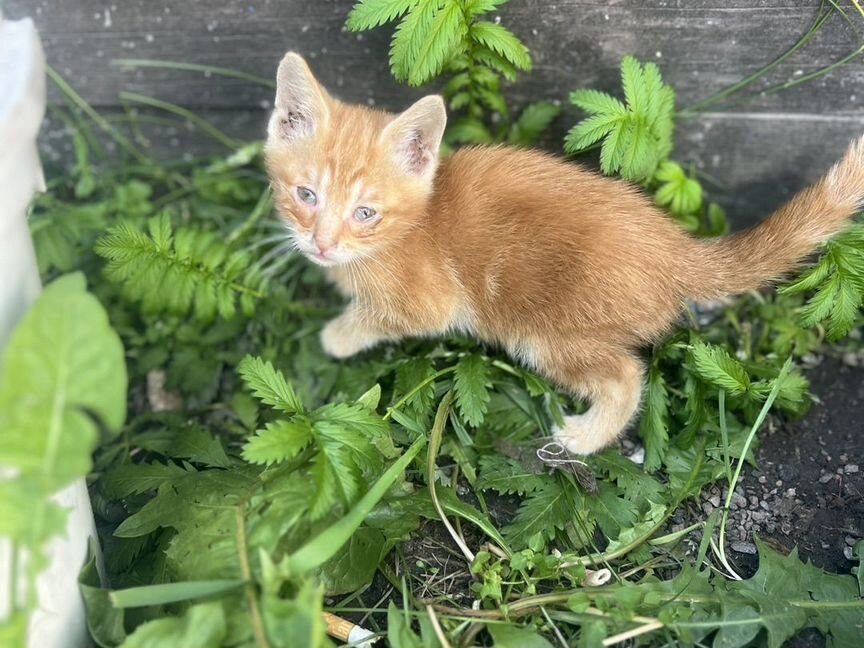 Котята бесплатно