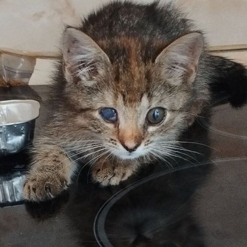 Кошка Марго, 2 мес