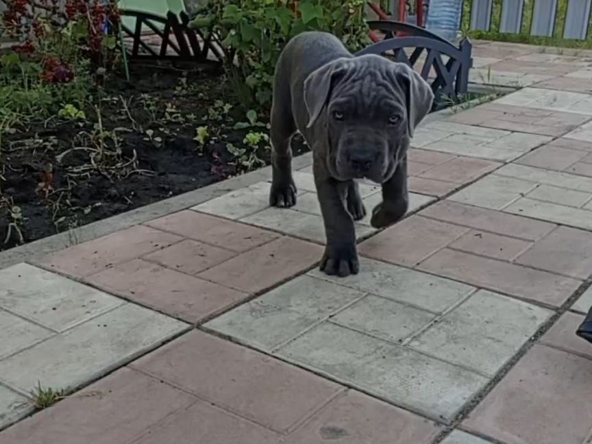 Милые озарные детки Кане Корсо