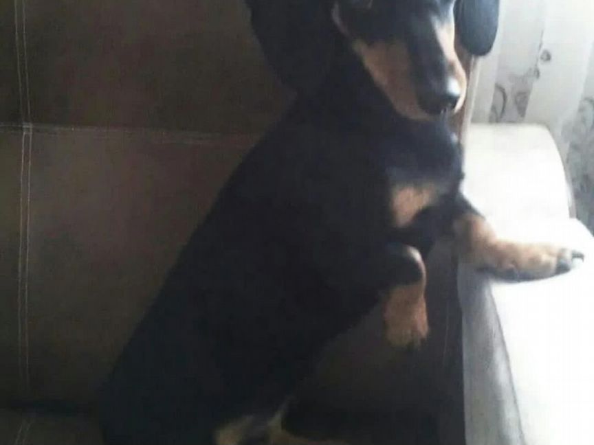 Продам, такса, охотничья, в норы лазит